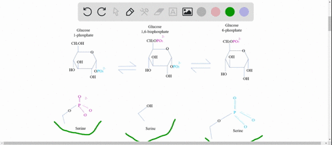 SOLVED:The phosphorolysis reaction that removes glucose residues from ...