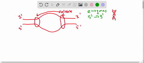 SOLVED: "This diagram shows the functions of different enzymes during ...