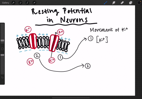 SOLVED:The rising phase of an action potential is due to the a ...