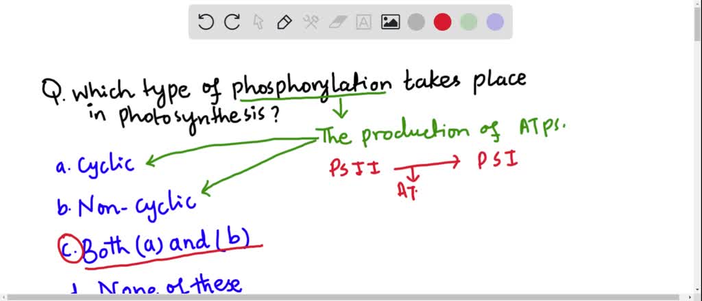 SOLVED:Which type of phosphorylation takes place in photosynthesis? (a ...