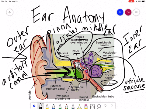SOLVED:Percussion over the stomach reveals a loud, drum-like sound. The ...