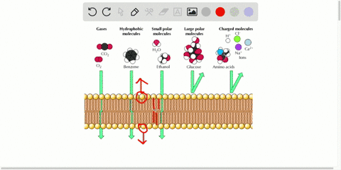 SOLVED:________ do not easily diffuse across a lipid bilayer.