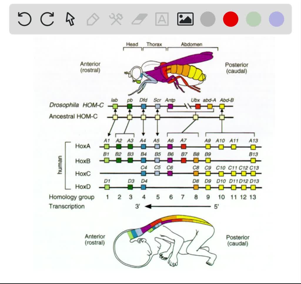 SOLVED:Genes involved in the patterning of the body axis, that is, in ...