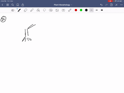 SOLVED:A slender lateral branch arises from the base of the main axis ...