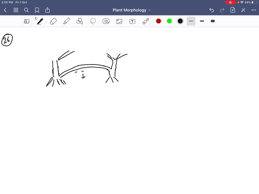 SOLVED:A slender lateral branch arises from the base of the main axis ...