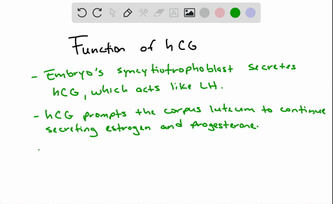SOLVED:List the functions of hCG.