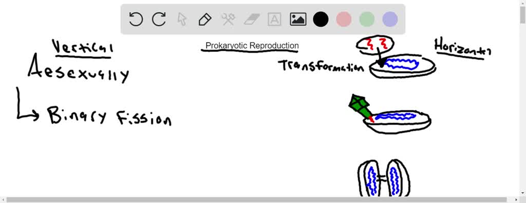SOLVED:How do prokaryotes reproduce, and what are three ways they can ...