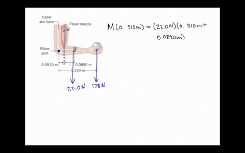 SOLVED: A man holds a 178-N ball in his hand, with the forearm ...
