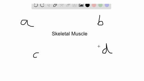 The basic unit of a skeletal muscle contraction is called the a ...