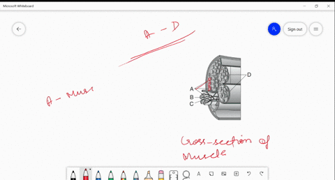 SOLVED: Identify A, B and C given in the figure. (a) A-Chambers of ...