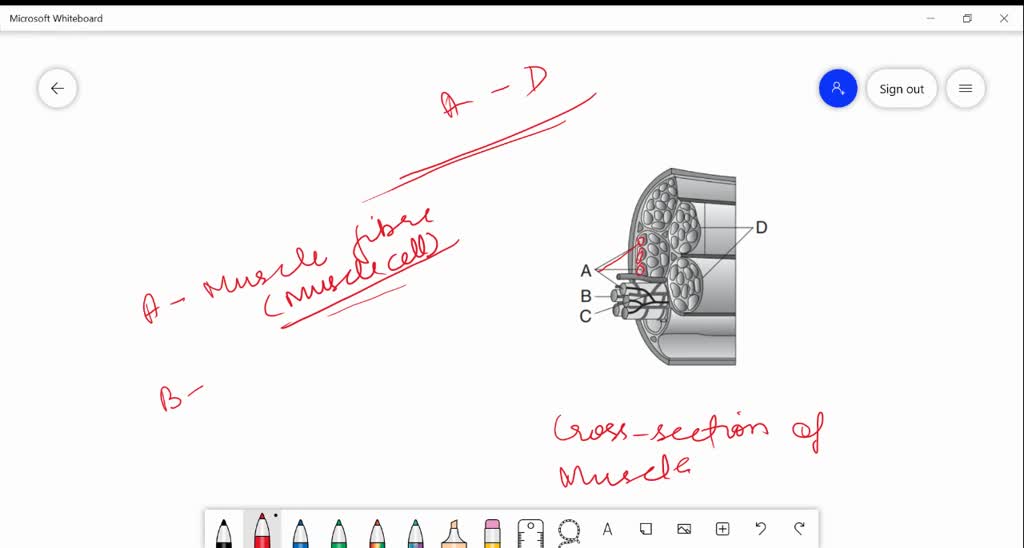 Identify A, B, C and D in the given figure. (a) A-Sarcolemma, B-Blood ...