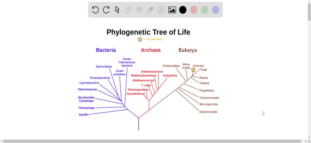SOLVED:Define phylogeny and give the name of the branching diagram that ...