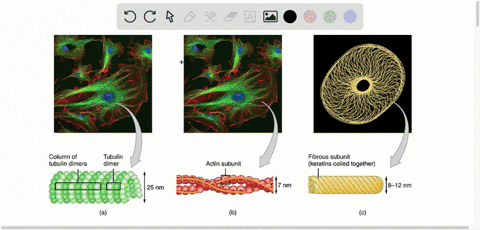 Which of the following is a feature common to all three components of ...