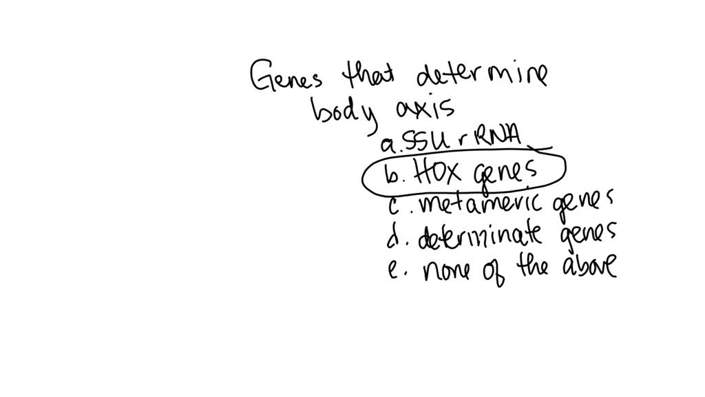 SOLVED:Genes involved in the patterning of the body axis, that is, in ...