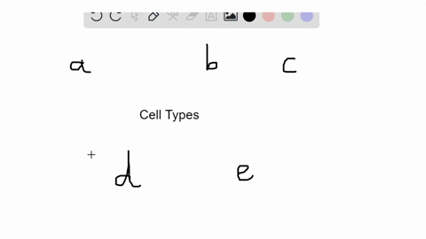 SOLVED:Cells that retain the ability to divide indefinitely and which ...