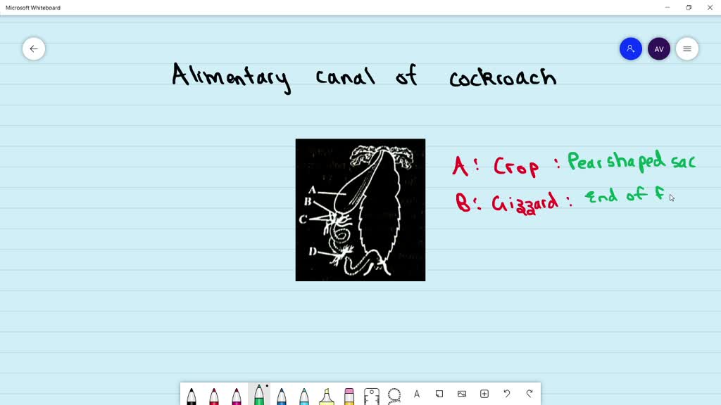 SOLVED:The given figure shows alimentary canal of cockroach. Identify ...