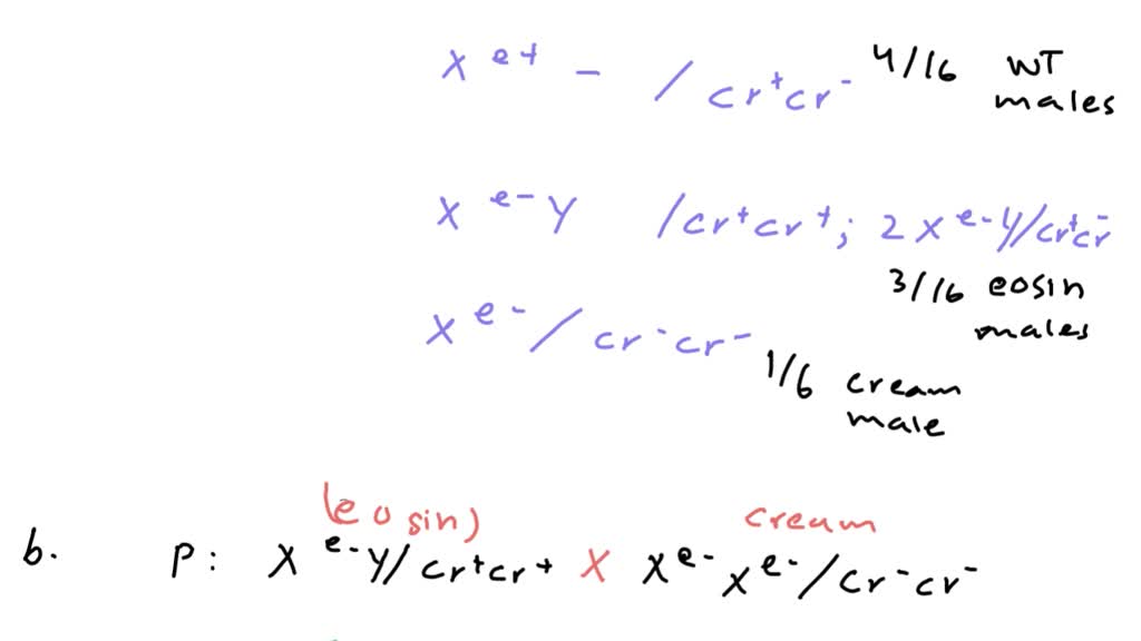 In 1919, Calvin Bridges began studying an X-linked recessive mutation ...