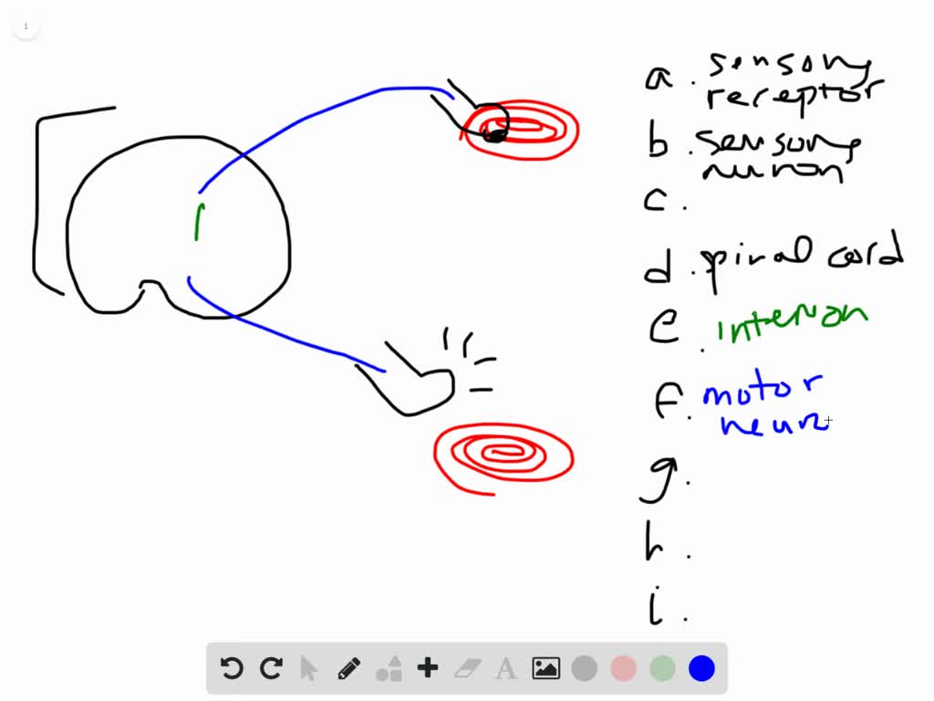 SOLVED:Test your understanding of the nervous system by matching the ...