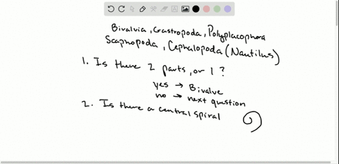 SOLVED:Make a dichotomous key to identify mollusk shells that you find ...