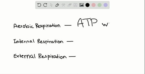 SOLVED:Differentiate between aerobic cellular respiration, internal ...