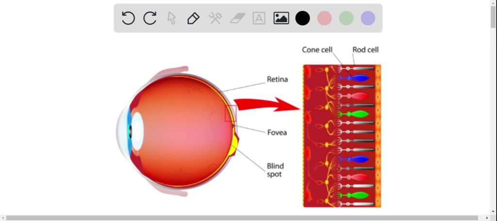 ⏩SOLVED:The cones allow us to see indistinct shapes in low light ...