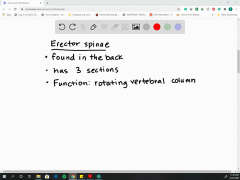 ⏩SOLVED:What is the function of the erector spinae? a. movement of ...