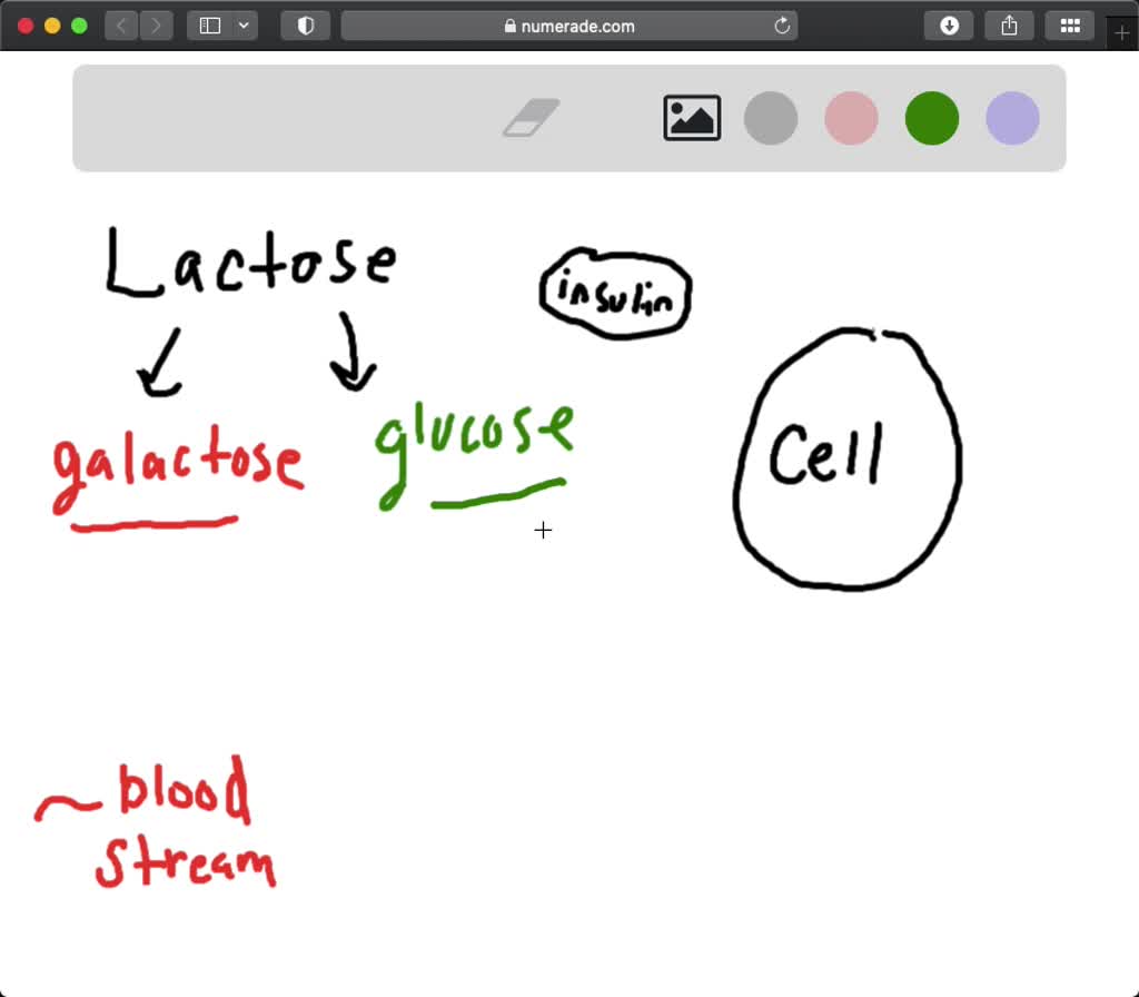 SOLVED: Yogurt contains galactose and glucose, which are produced when bacteria break down milk ...