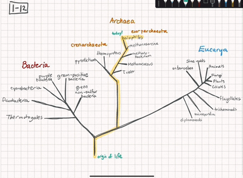 SOLVED:Most evolutionary biologists believe that all mitochondria have ...