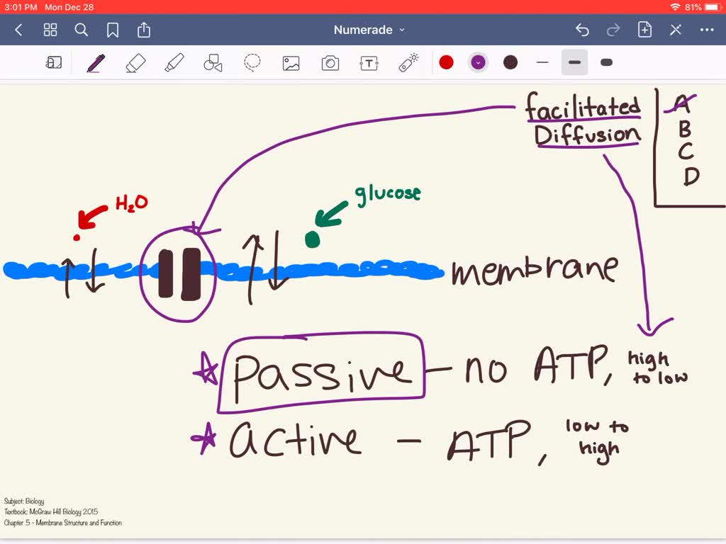 SOLVED:The order of events during active transport is a. molecules move ...