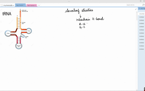 SOLVED:Sketch a typical cloverleaf structure for transfer RNA. Point ...