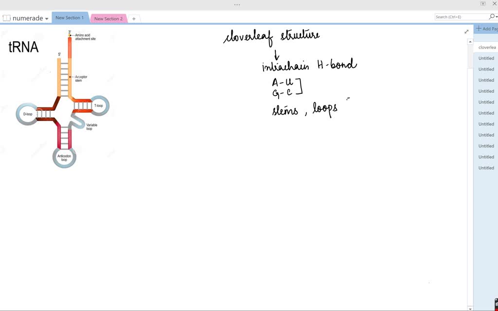 SOLVED:Sketch a typical cloverleaf structure for transfer RNA. Point ...