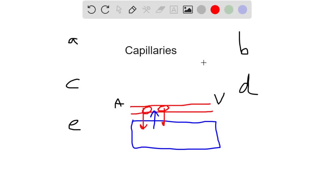 SOLVED:The Cl^-content of venous erythrocytes is usually greater than ...