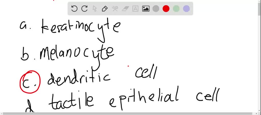 SOLVED:Which cell functions as part of the immune system? (a ...