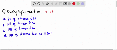 SOLVED:What is the processes that creates proton gradient across ...