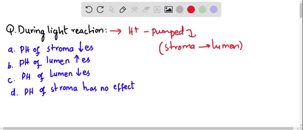 SOLVED:During light reaction (a) pH of stroma ↓es (b) pH of lumen ↑es ...