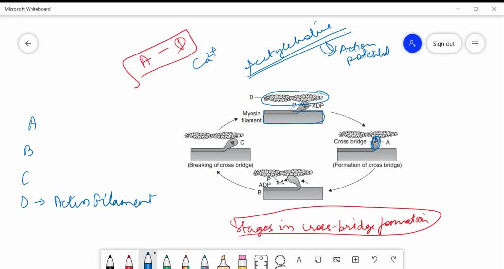 Go through the following diagram describing muscle contraction ...