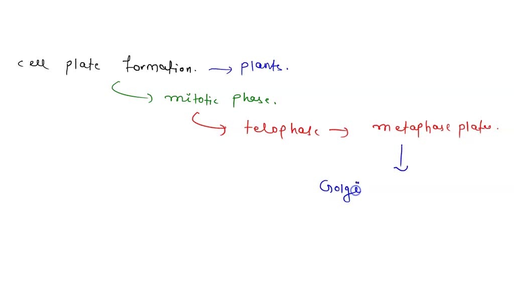 SOLVED:Cell plate formation usually begins during (a) telophase in a ...