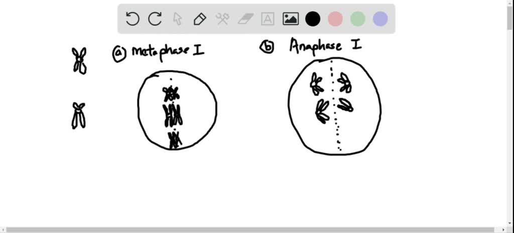 ⏩SOLVED:A certain species has three pairs of chromosomes: one… | Numerade