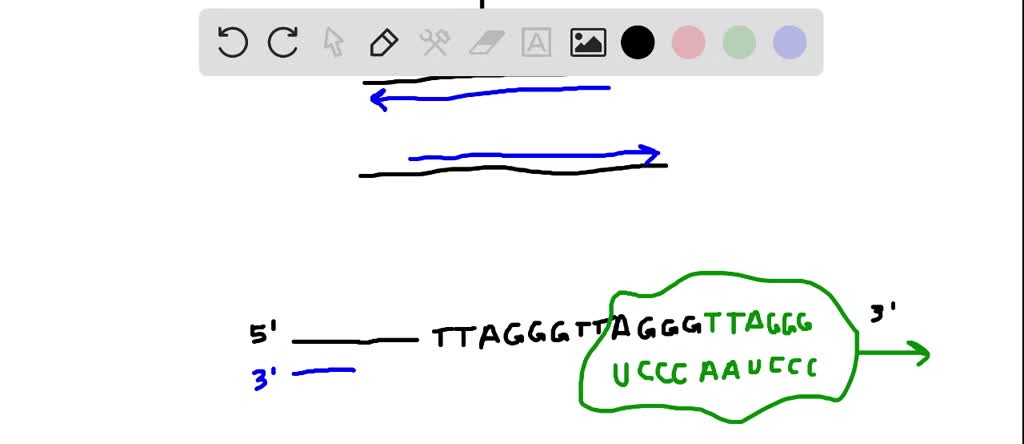 SOLVED:Describe the "end-replication problem" in eukaryotes. How is it ...