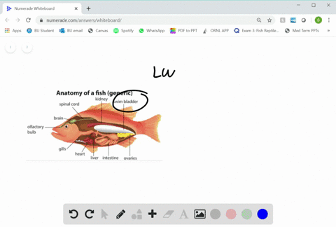 SOLVED:A swim bladder is a gas-filled sac that helps fish maintain ...