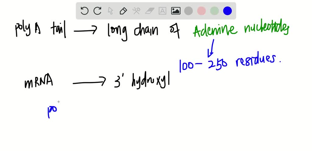 A poly-A sequence is added at the: a. 5’ end of a…