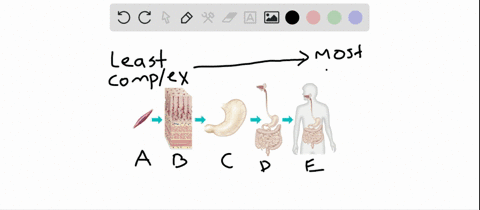 SOLVED:Label the levels of biological organization in the following ...