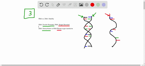 SOLVED:Preparing plasmid (double-stranded, circular) DNA for sequencing ...
