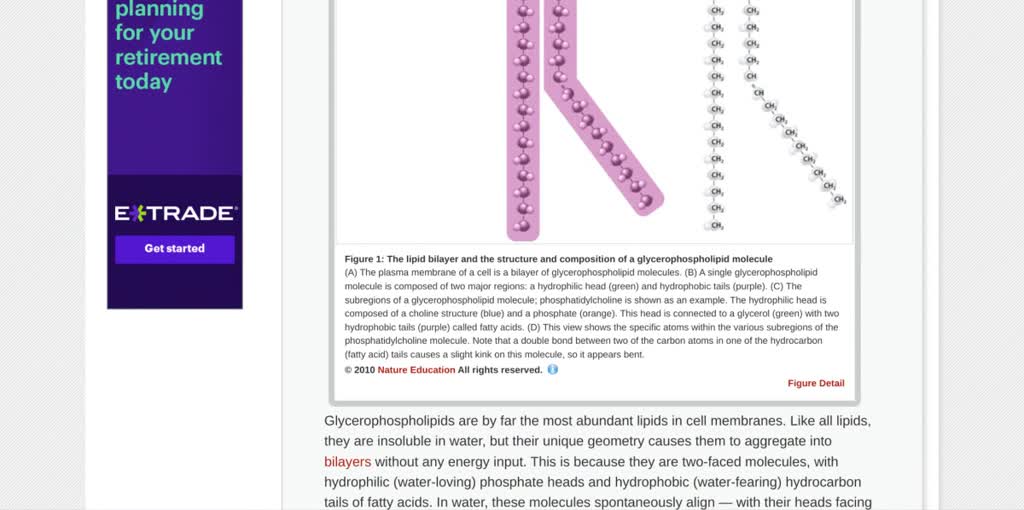 SOLVED:In 1935, Davson and Danielli described a "sandwich model" for ...