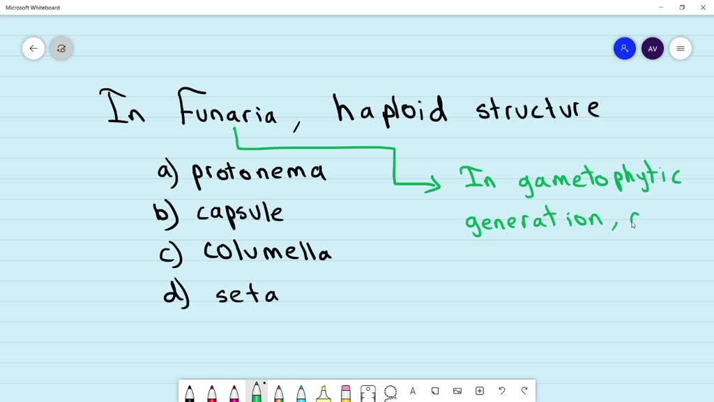 SOLVED:In Funaria, the haploid structure is (a) protonema (b) capsule ...
