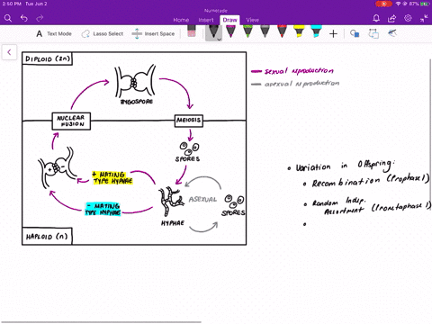 SOLVED: How do organisms with haploid-dominant life cycles ensure ...