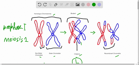 SOLVED:Synapsis occurs during a. mitosis. b. meiosis I. c. meiosis II ...