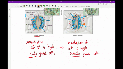 SOLVED:Explain how guard cells limit water loss from a plant on a hot ...