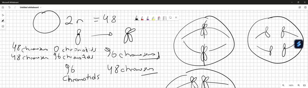 Somatic cells of chimpanzees contain 48 chromosomes. How many ...