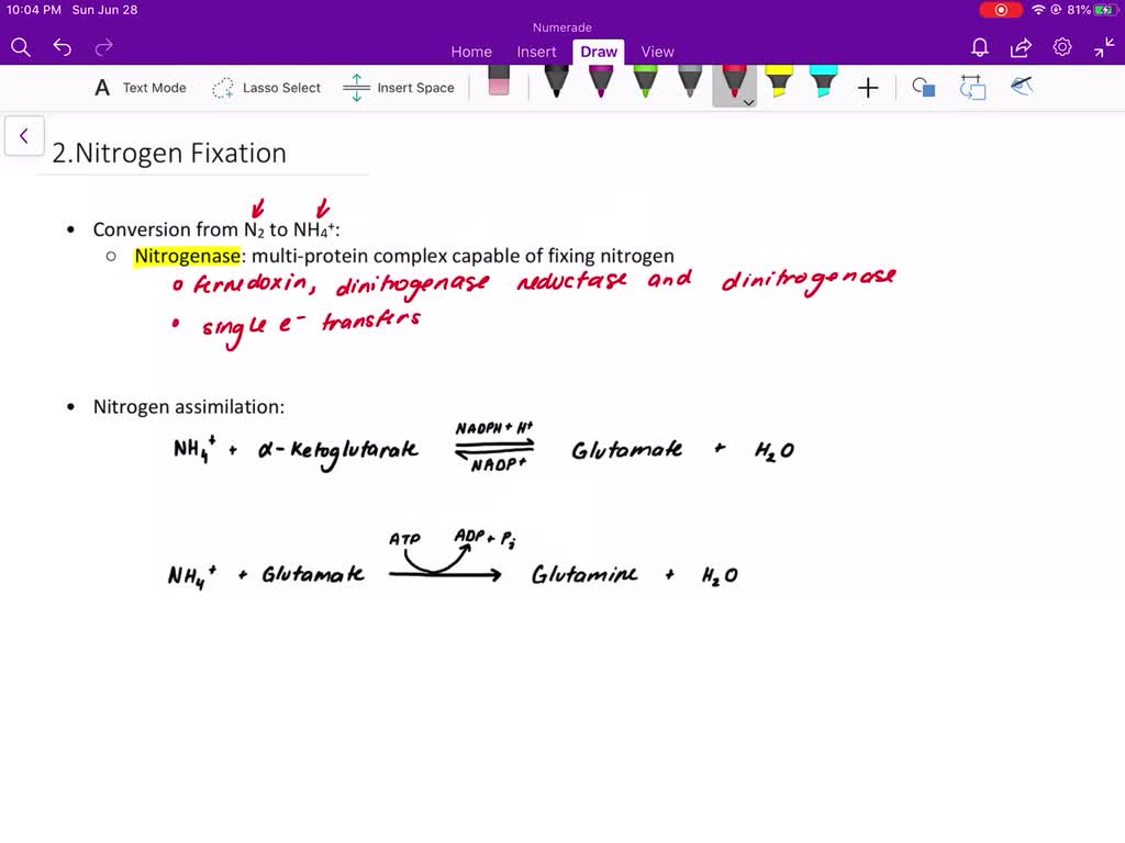 What is the role of nitrogenase in the nitrogen cycle? | Numerade